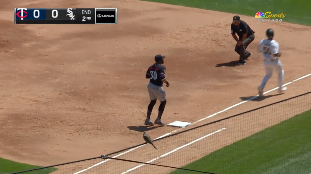 I Saw a Bird | FanGraphs Baseball